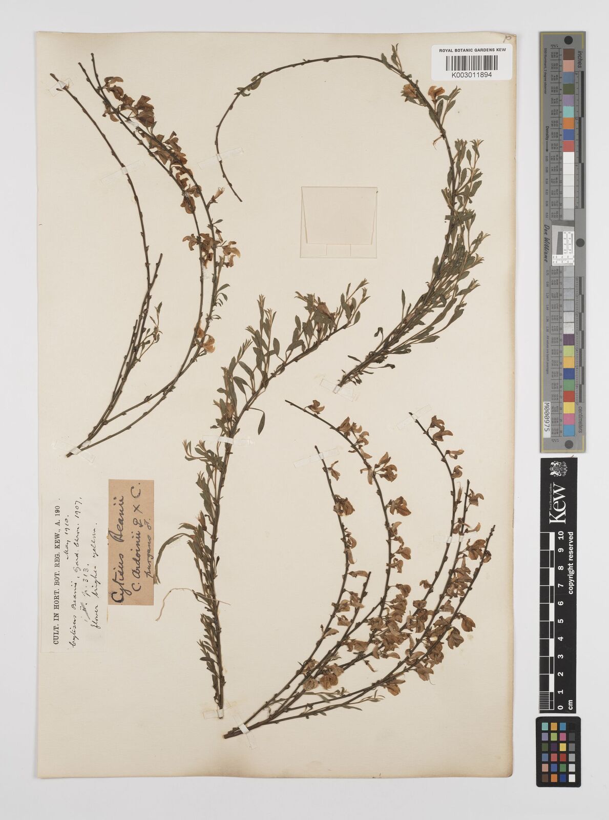 Cytisus × beanii Dallim. | Plants of the World Online | Kew Science