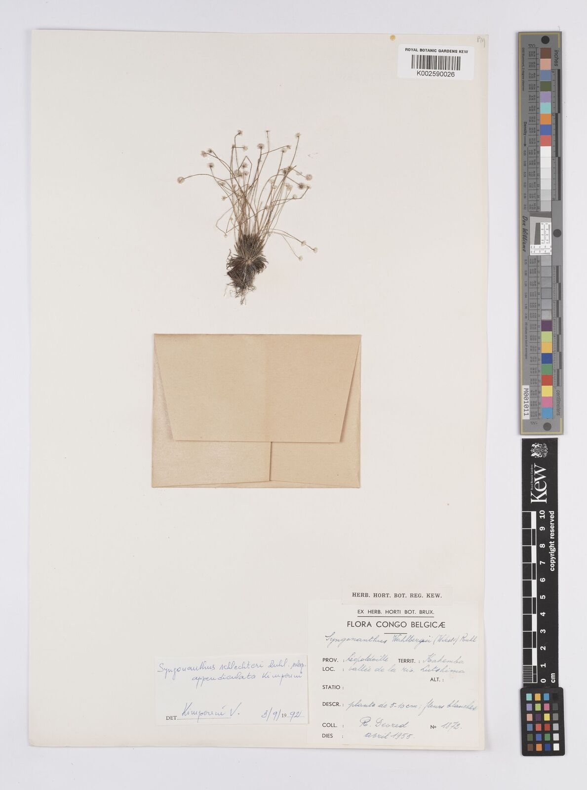 Syngonanthus schlechteri subsp. appendiculatus Kimp. | Plants of the ...