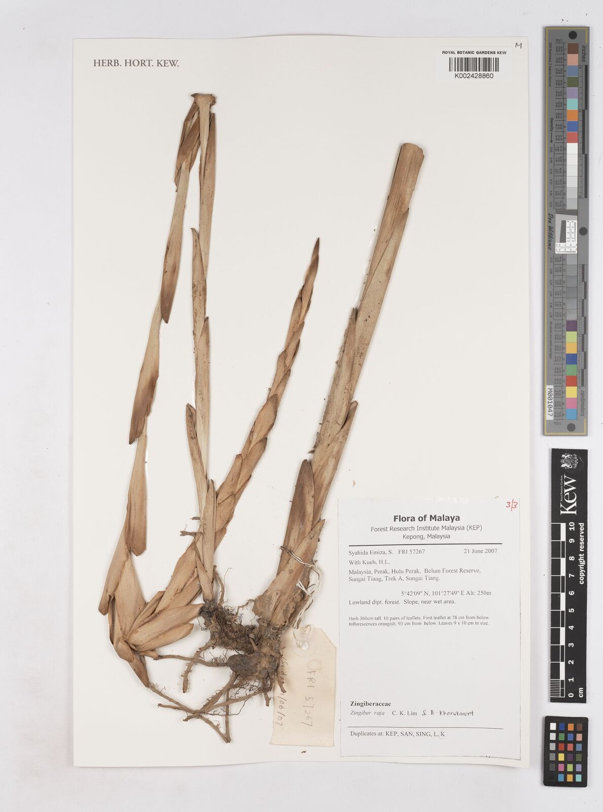 Zingiber raja C.K.Lim & Kharuk. | Plants of the World Online | Kew Science