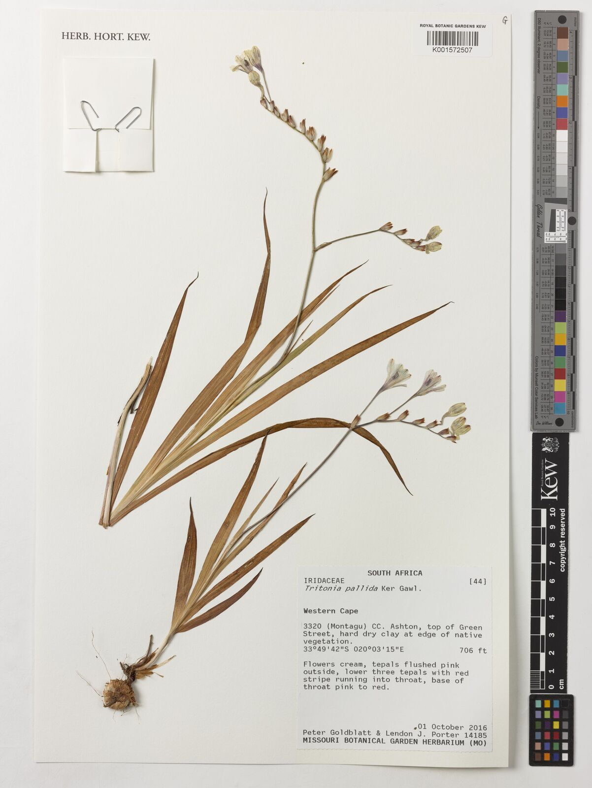 Tritonia pallida Ker Gawl. | Plants of the World Online | Kew Science