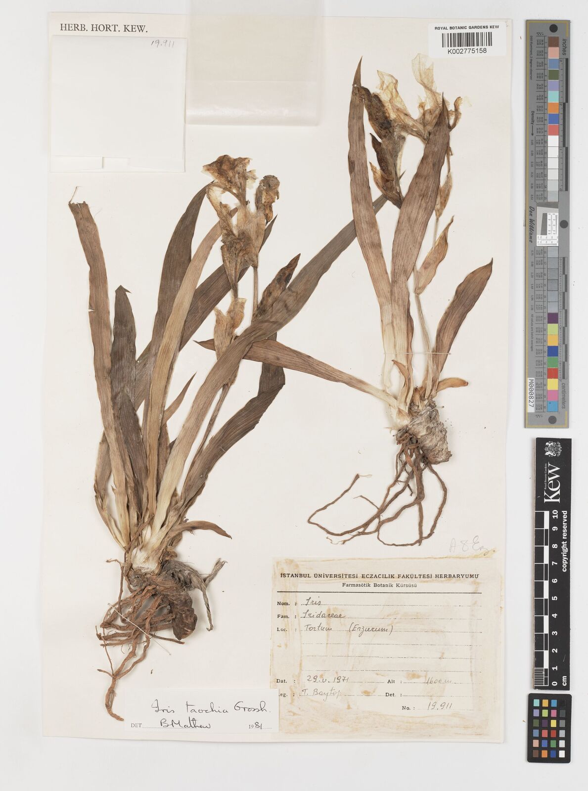 Iris taochia Woronow ex Grossh. | Plants of the World Online | Kew Science