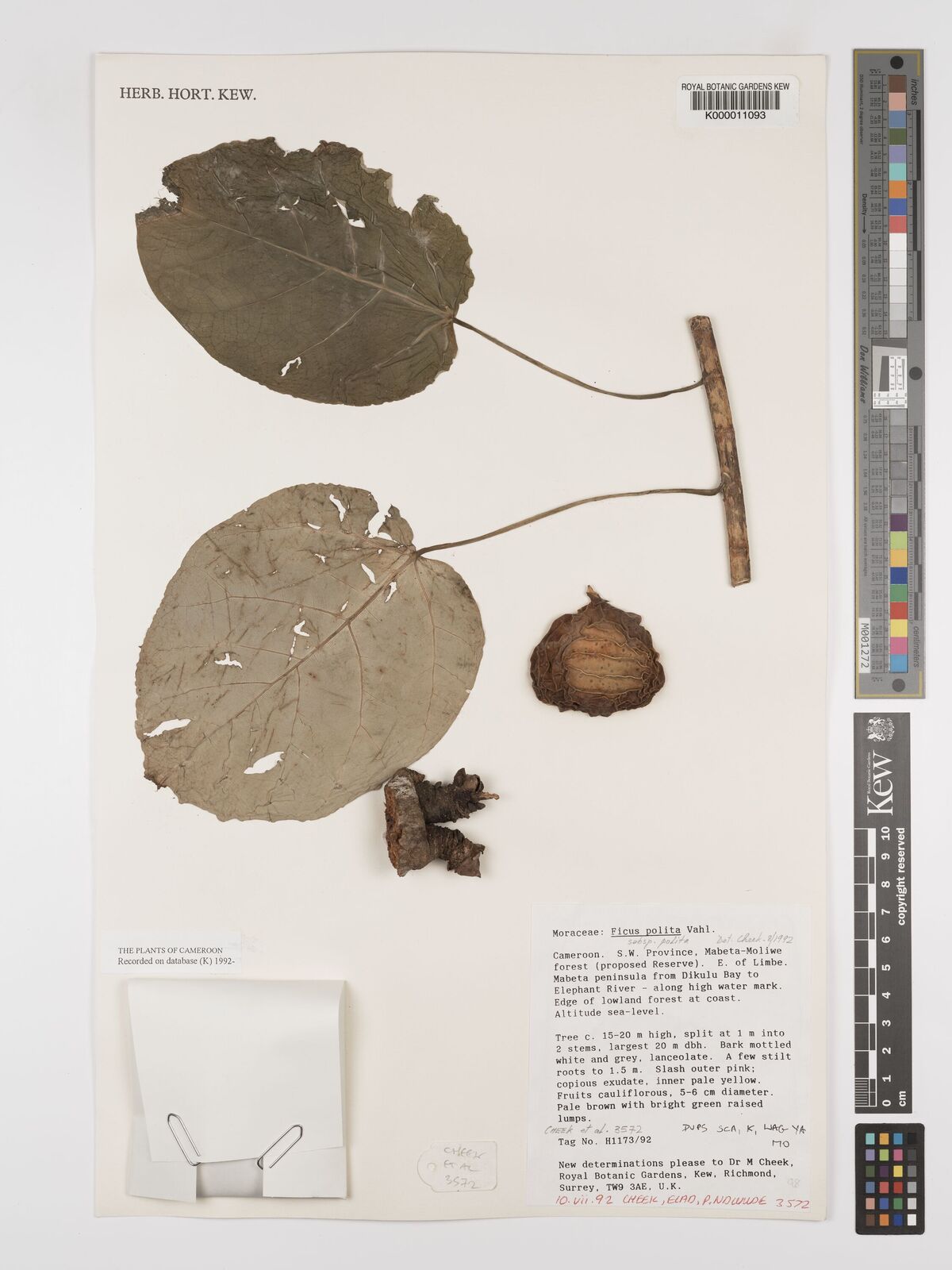 Ficus polita Vahl | Plants of the World Online | Kew Science