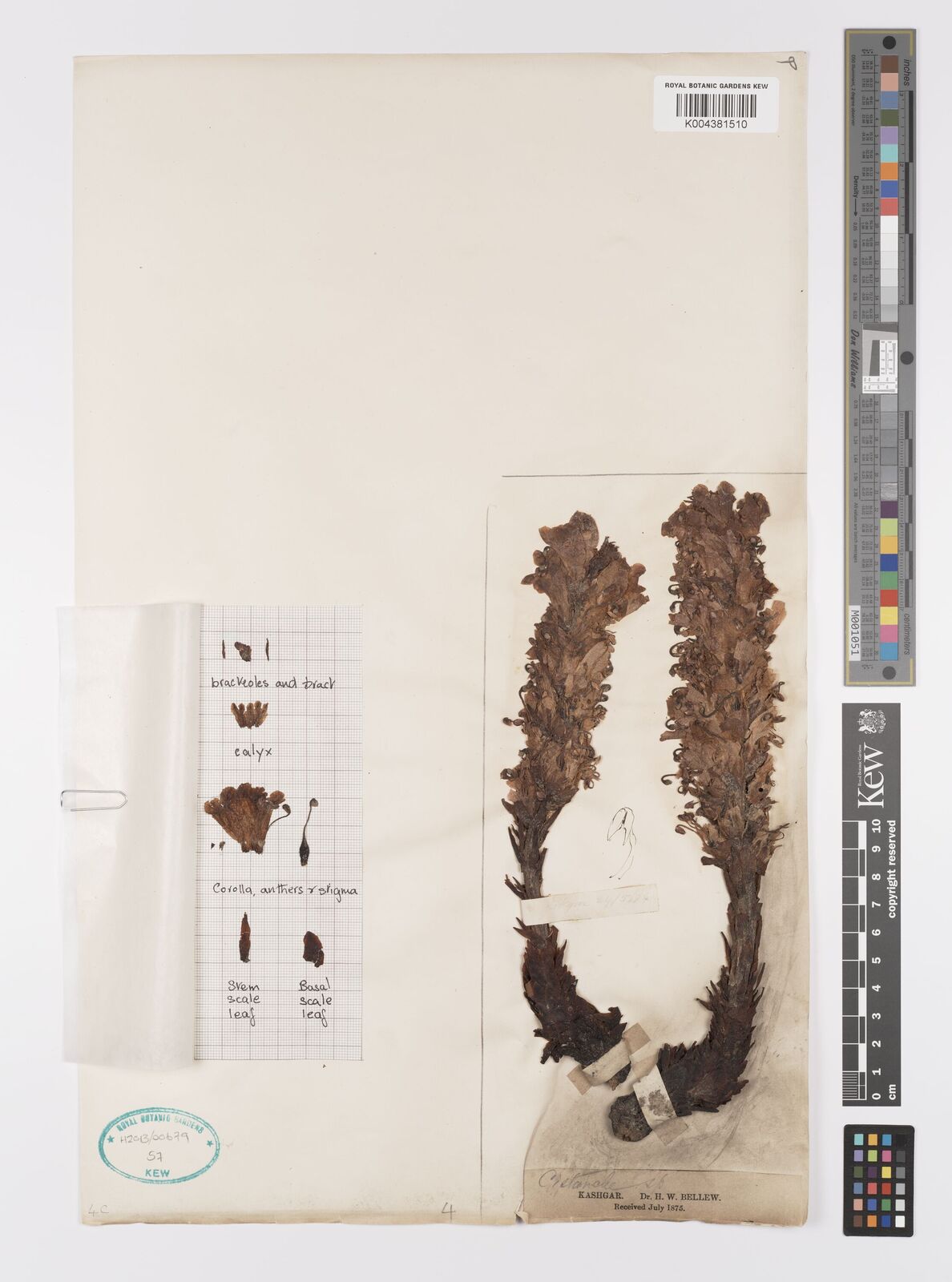 Cistanche_salsa_Grupo botánico cantábrico