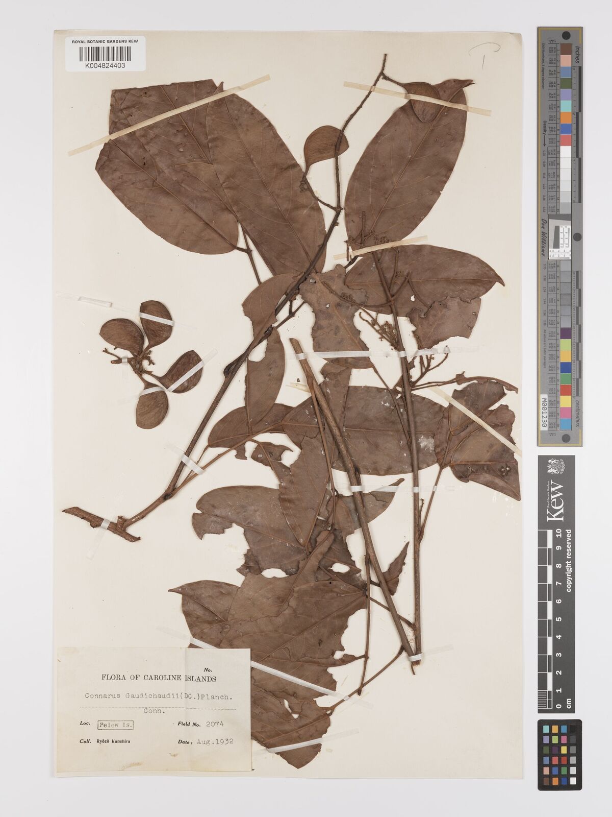 Connarus semidecandrus Jack | Plants of the World Online | Kew Science