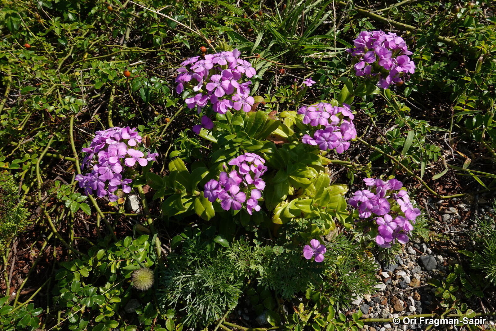 Dianthus japonicus Thunb. | Plants of the World Online | Kew Science