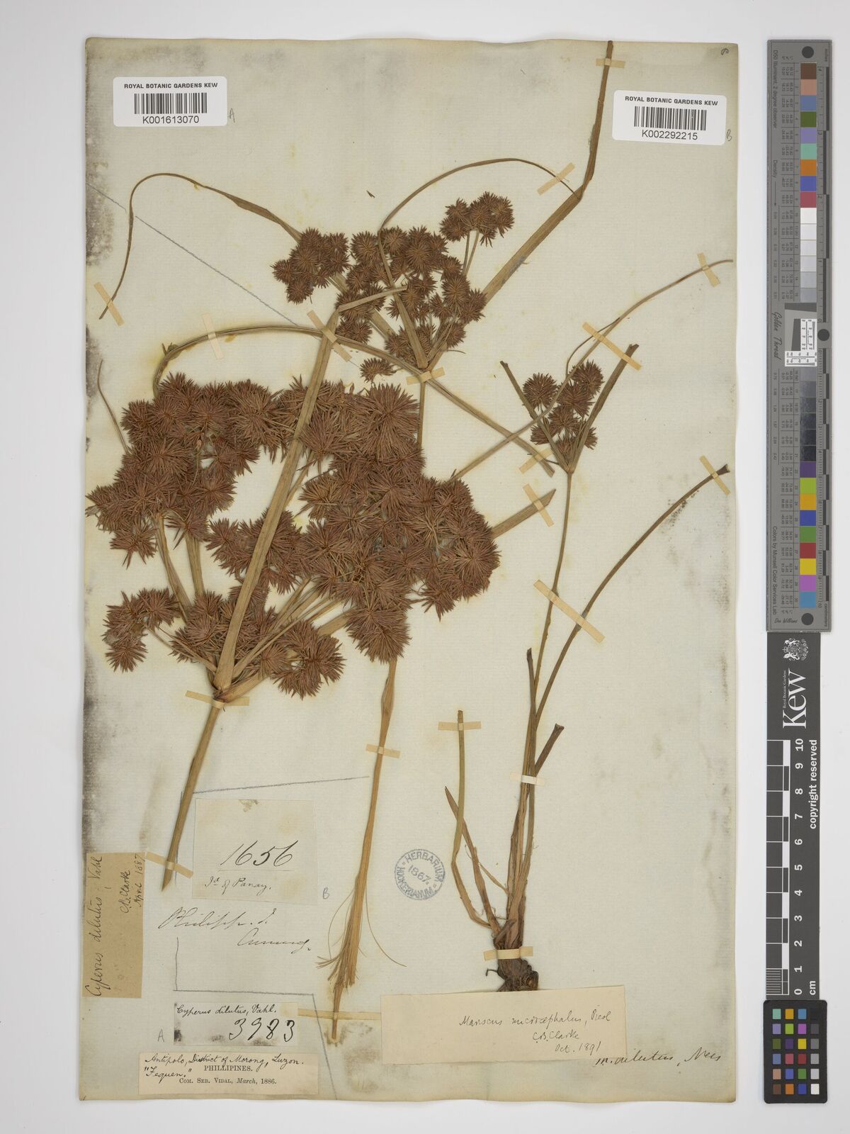 Cyperus compactus Retz. | Plants of the World Online | Kew Science