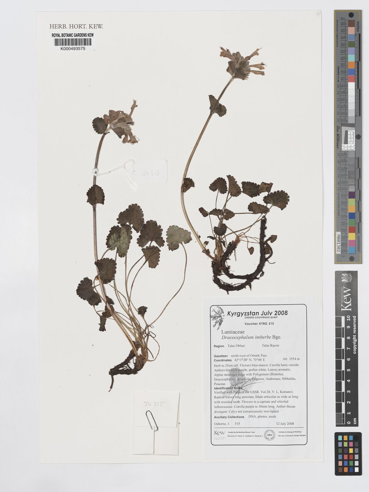 Dracocephalum imberbe Bunge | Plants of the World Online | Kew Science