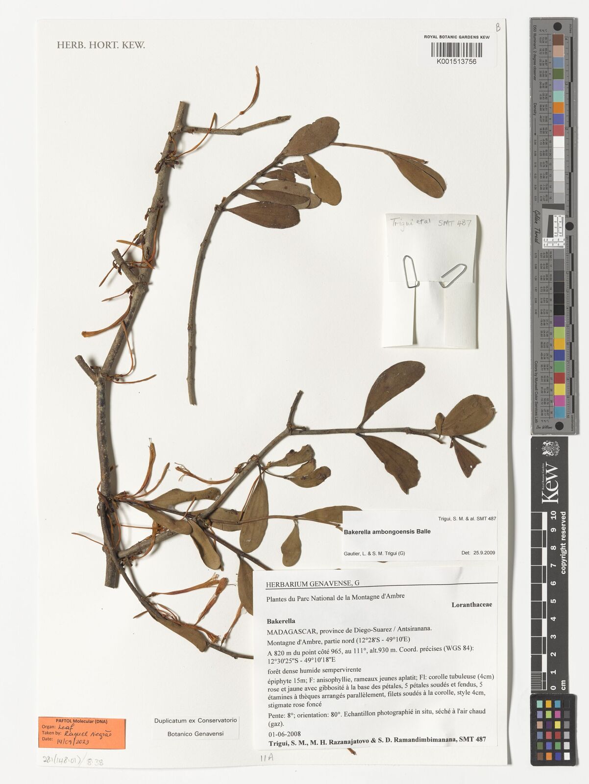 Bakerella ambongoensis Balle | Plants of the World Online | Kew Science