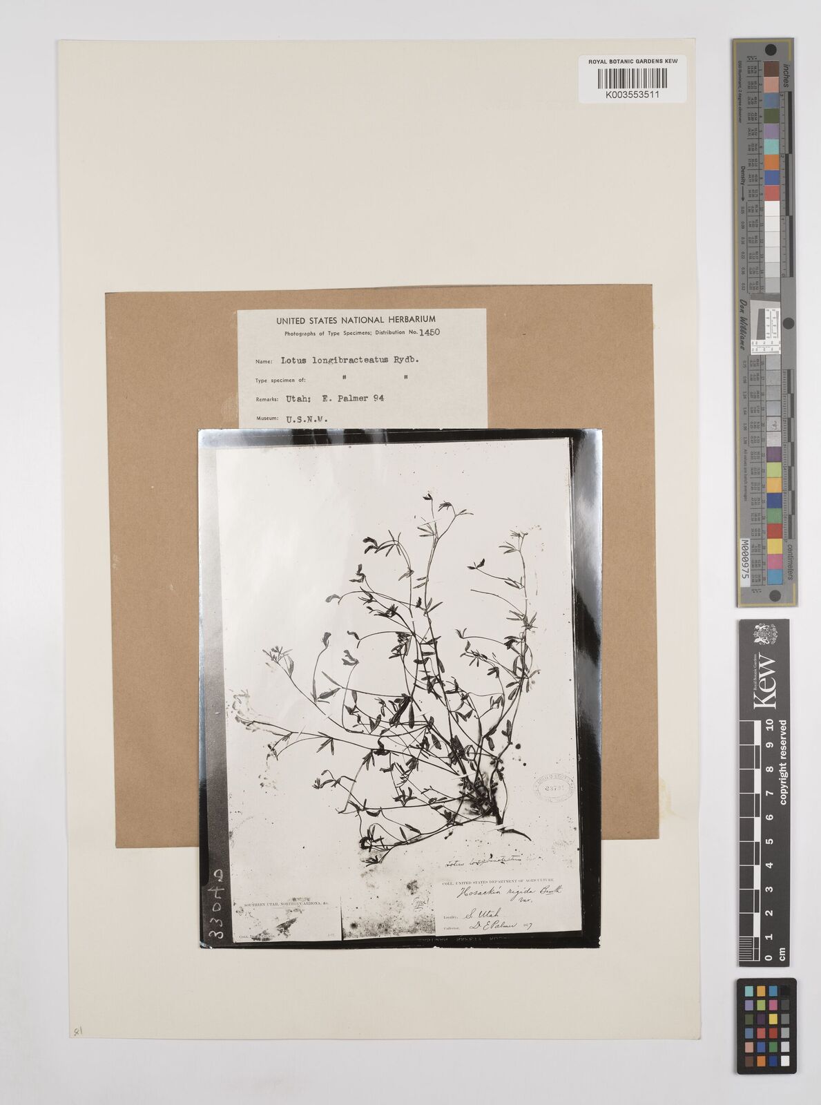 Acmispon plebeius (Brandegee) Allred | Plants of the World Online | Kew ...