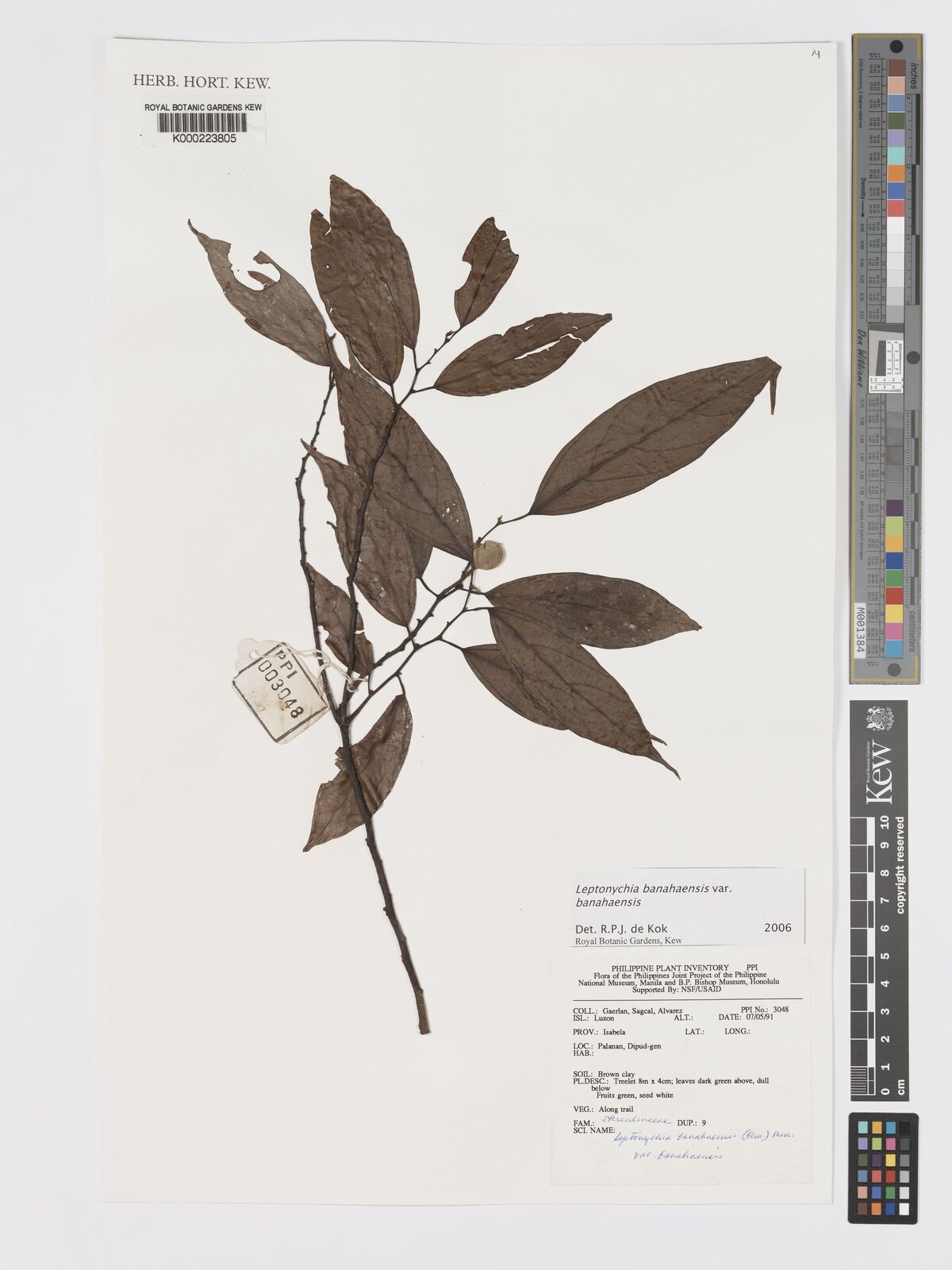 Leptonychia banahaensis (Elmer) Merr. | Plants of the World Online ...
