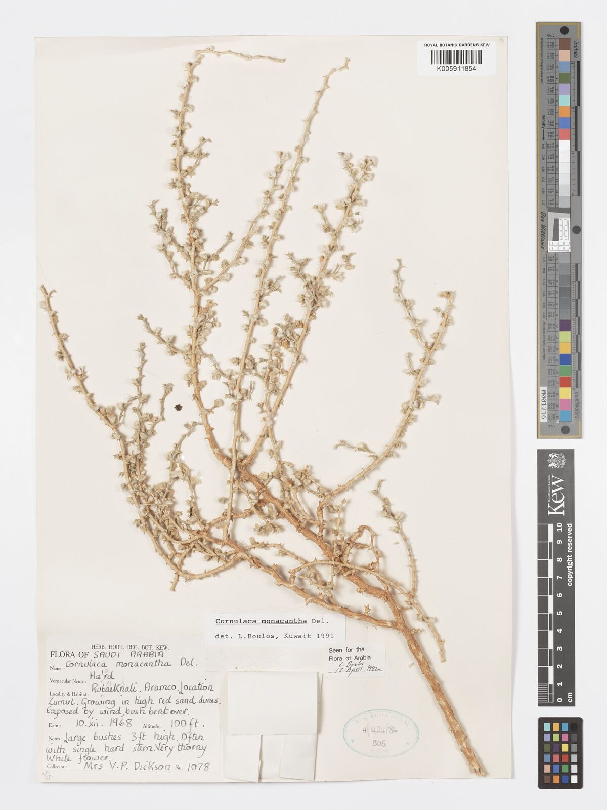 Cornulaca monacantha Delile | Plants of the World Online | Kew Science