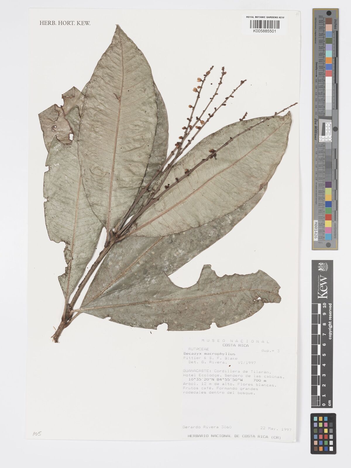 Decazyx Pittier & S.F.Blake | Plants of the World Online | Kew Science