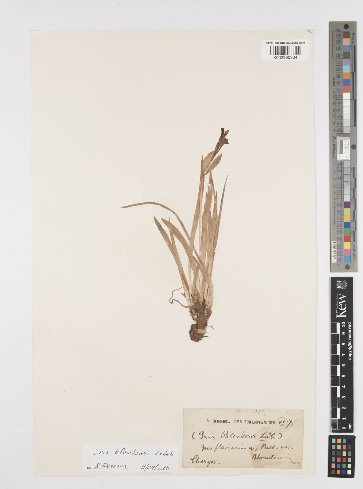 Iris humilis Georgi | Plants of the World Online | Kew Science