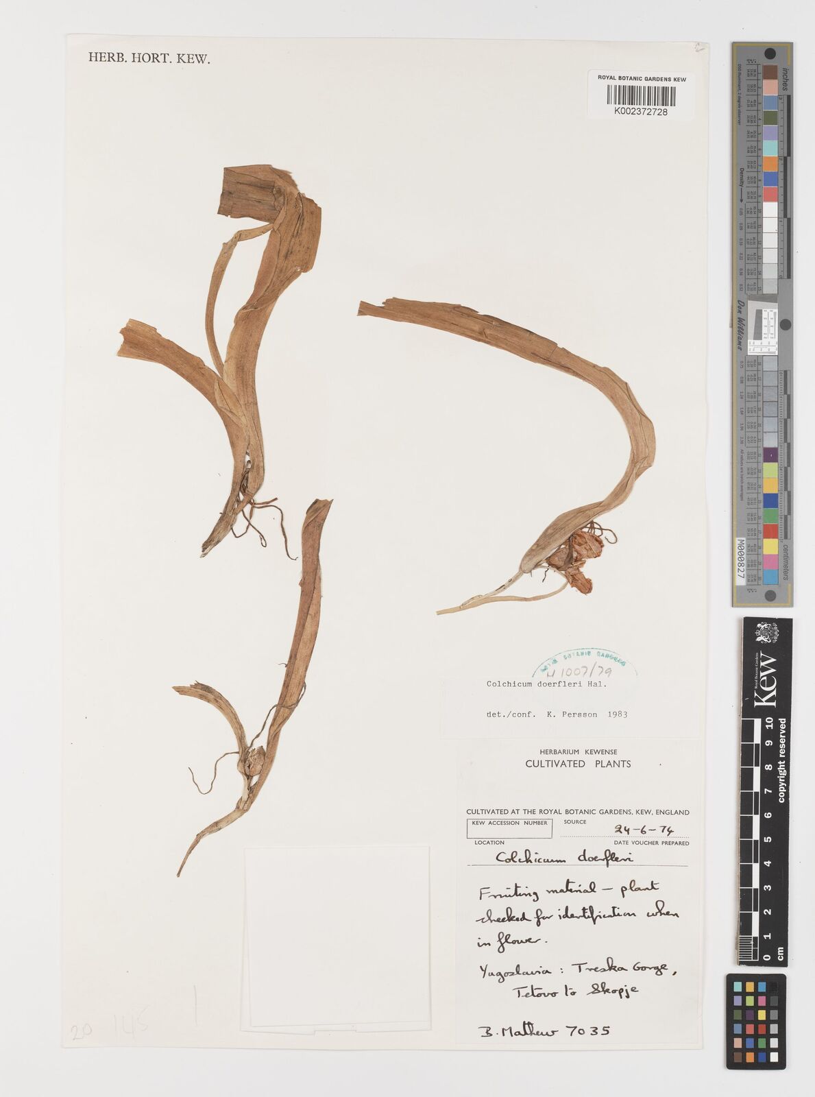 Colchicum doerfleri Halácsy | Plants of the World Online | Kew Science