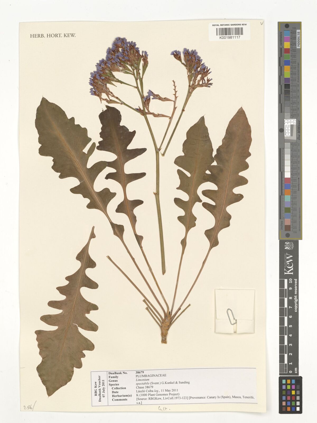 Limonium spectabile (Svent.) G.Kunkel & Sunding | Plants of the World ...