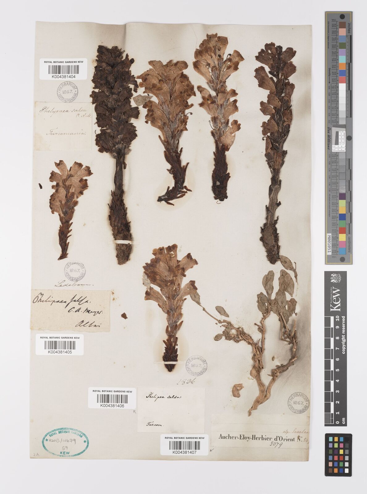 Cistanche_salsa_Grupo botánico cantábrico