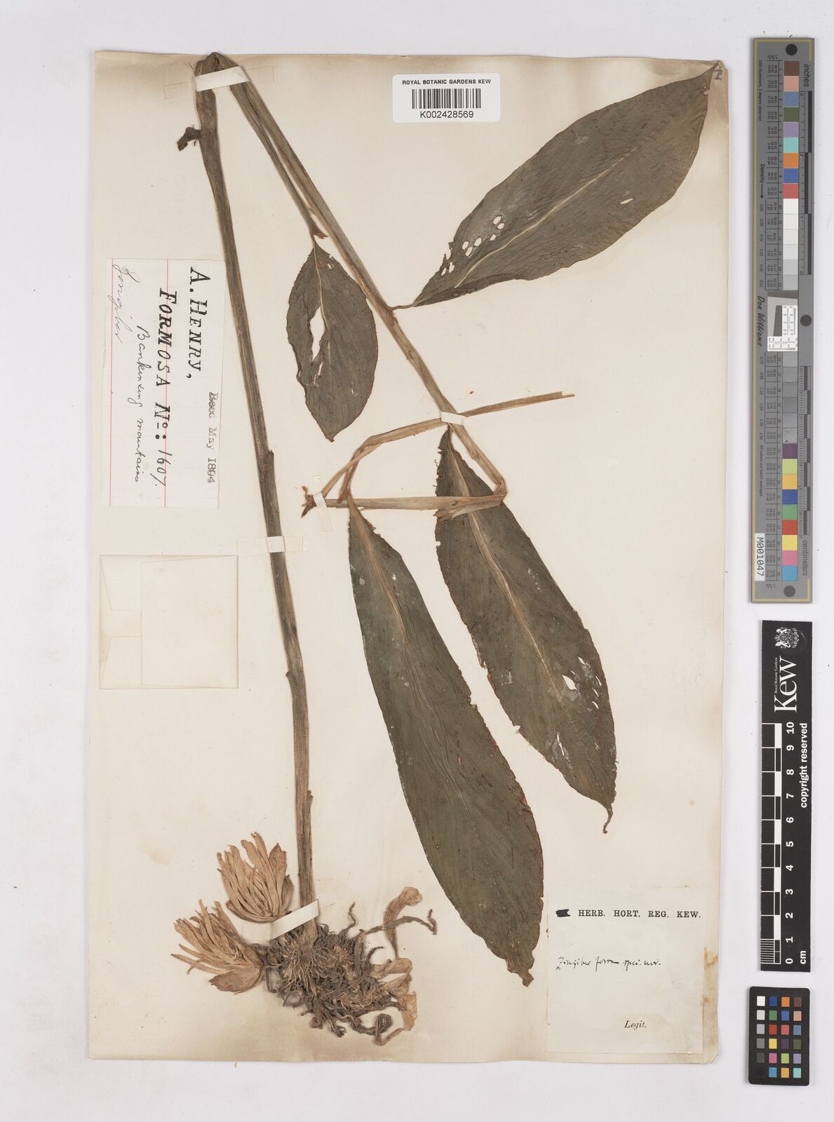 Zingiber kawagoei Hayata | Plants of the World Online | Kew Science
