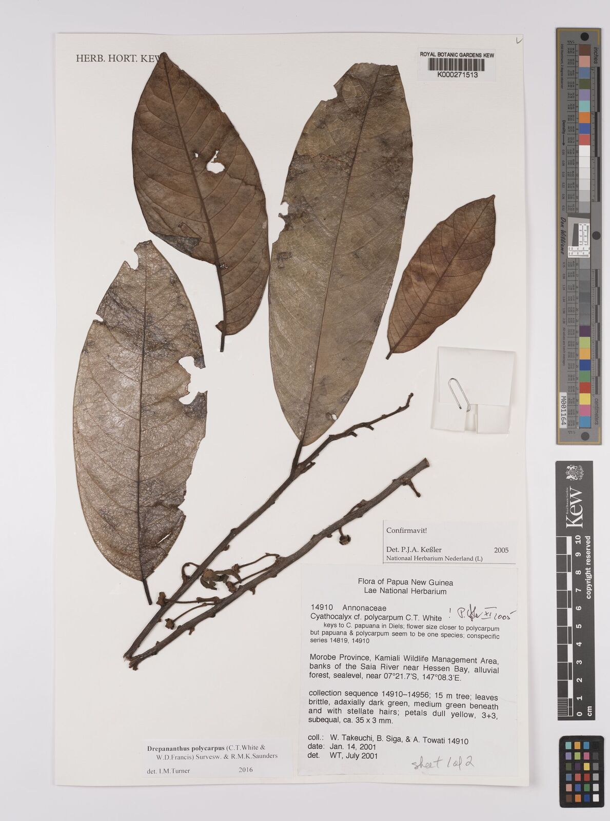 Drepananthus polycarpus (C.T.White & W.D.Francis) Survesw. & R.M.K ...