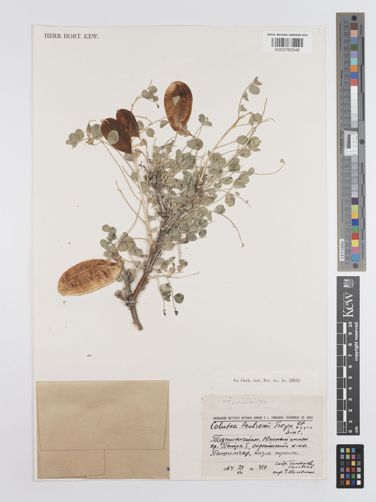 Colutea paulsenii Freyn | Plants of the World Online | Kew Science
