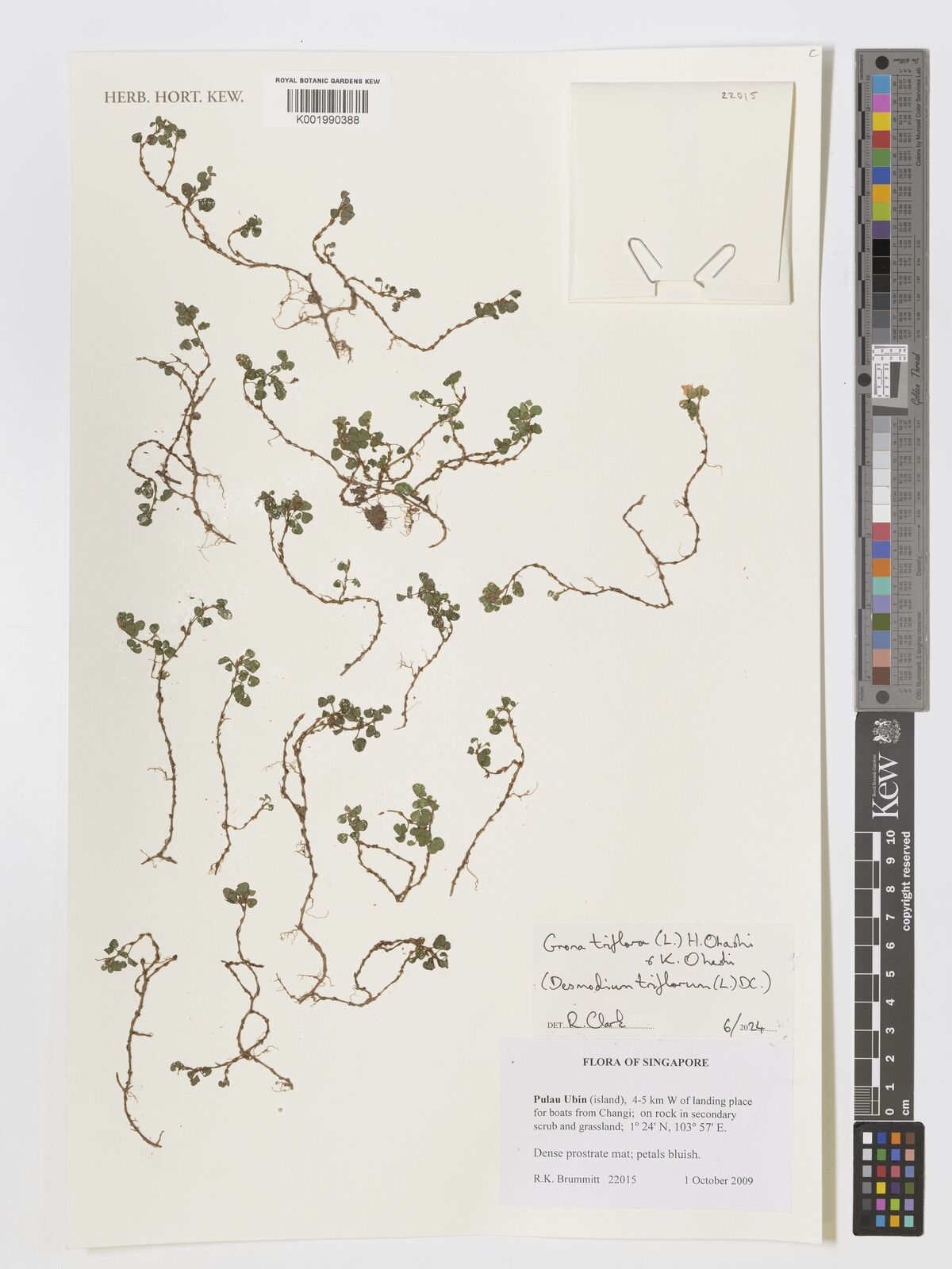 Grona triflora (L.) H.Ohashi & K.Ohashi | Plants of the World Online ...