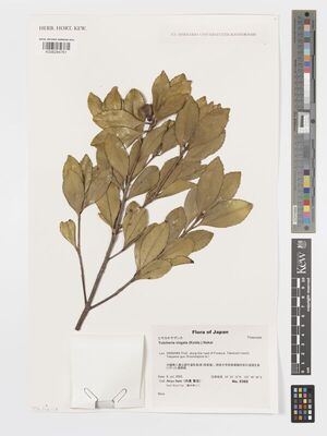 Pyrenaria Blume | Plants of the World Online | Kew Science