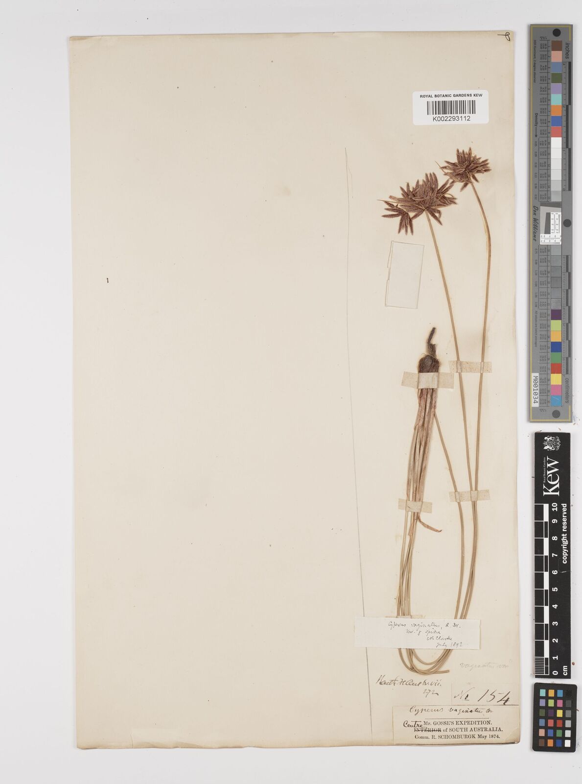 Cyperus vaginatus R.Br. | Plants of the World Online | Kew Science