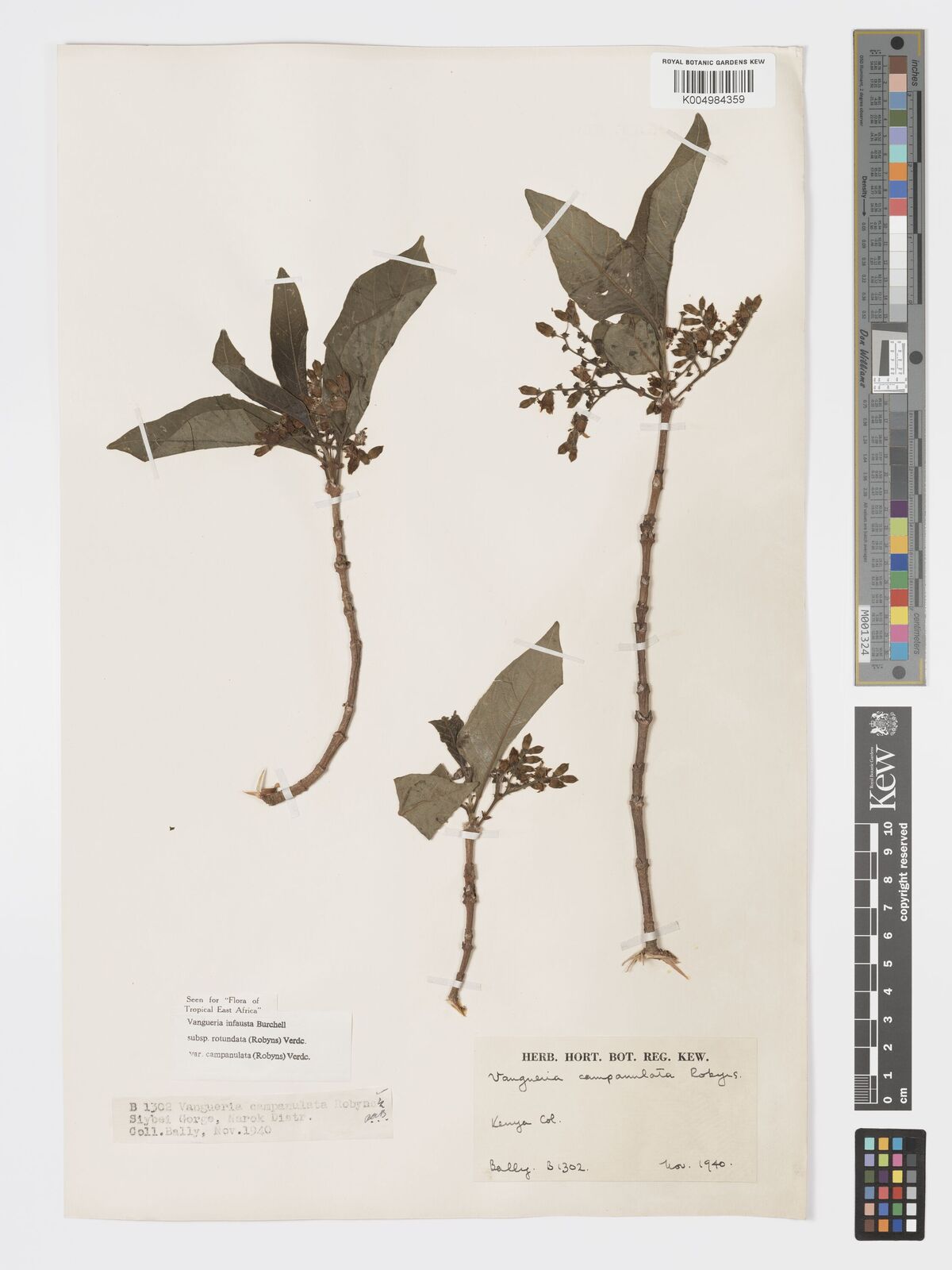 Vangueria infausta var. campanulata (Robyns) Verdc. | Plants of the ...