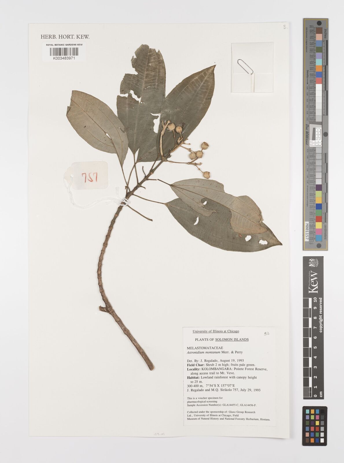 Astronidium montanum Merr. & L.M.Perry | Plants of the World Online ...