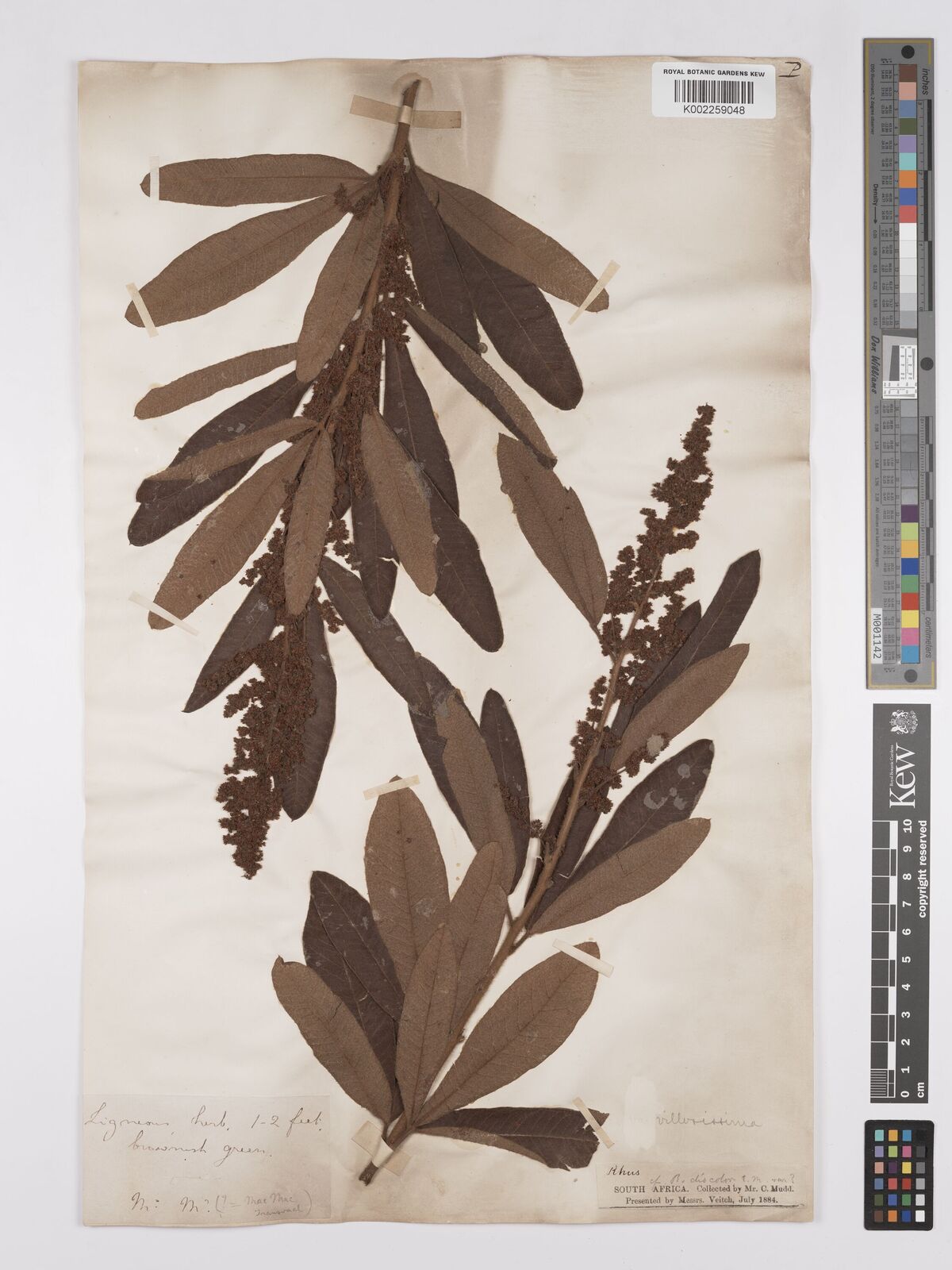 Searsia discolor (E.Mey. ex Sond.) Moffett | Plants of the World Online ...