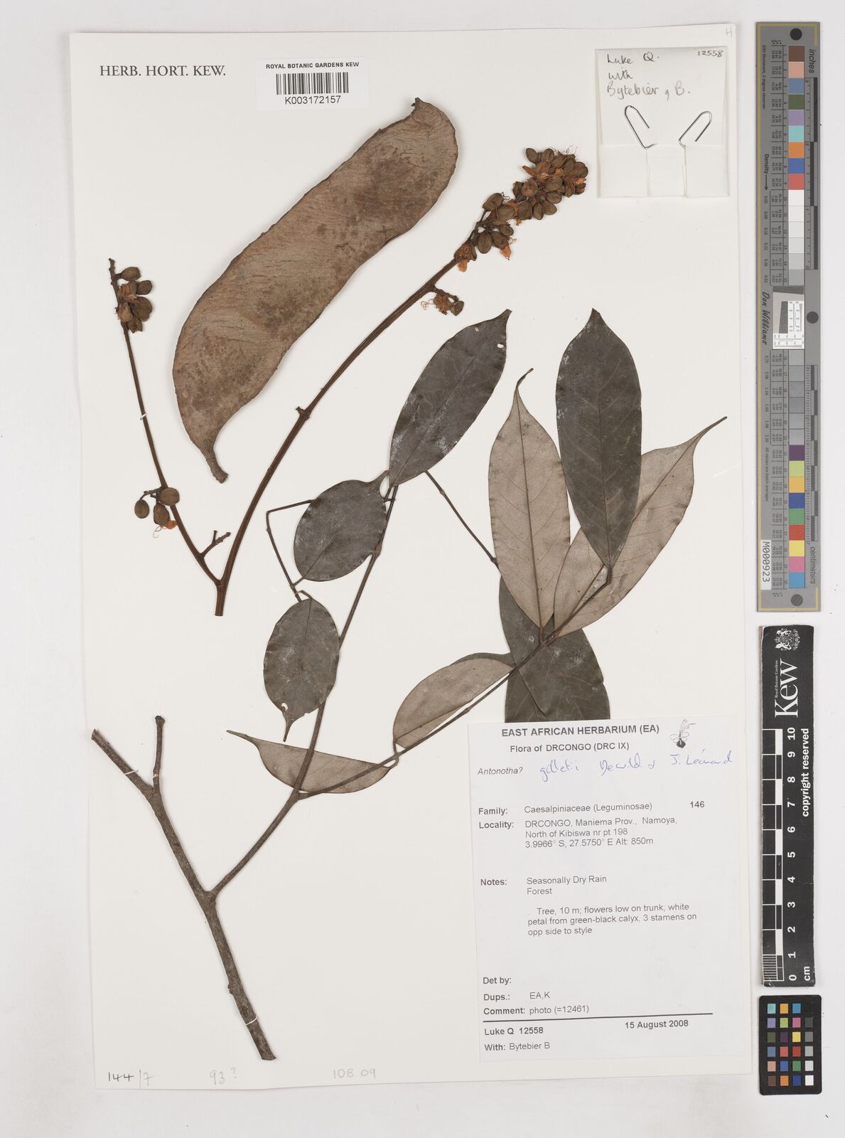 Anthonotha gilletii (De Wild.) J.Léonard | Plants of the World Online ...