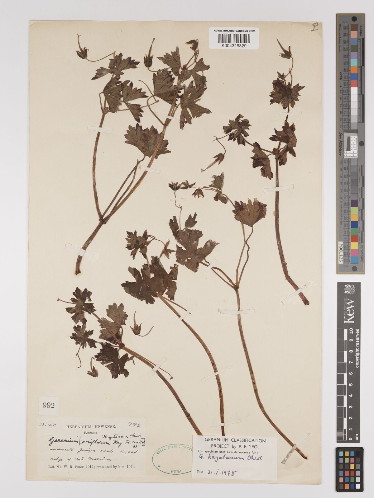 Geranium hayatanum Ohwi | Plants of the World Online | Kew Science