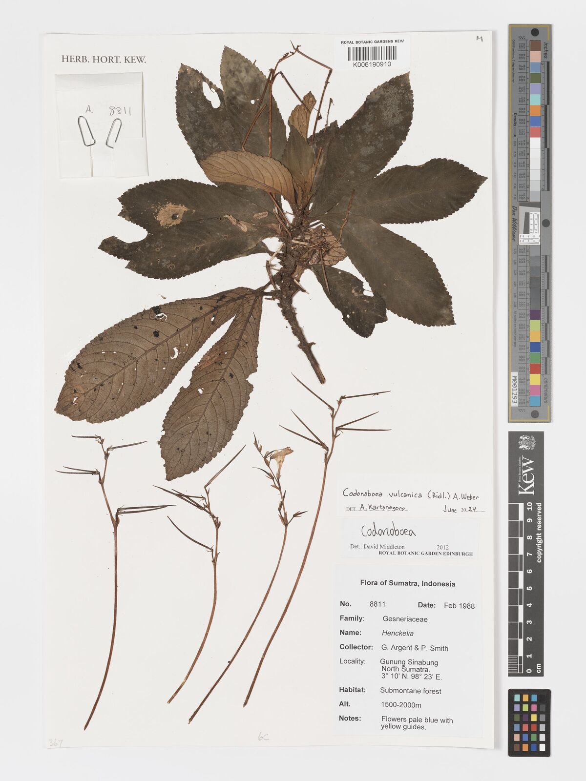 Codonoboea vulcanica (Ridl.) A.Weber | Plants of the World Online | Kew ...