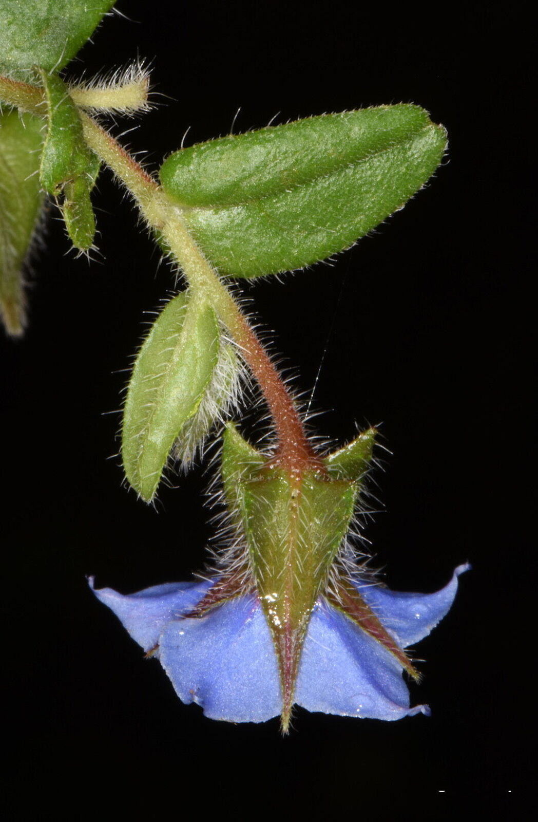 Trichodesma indicum var. indicum | Plants of the World Online | Kew Science