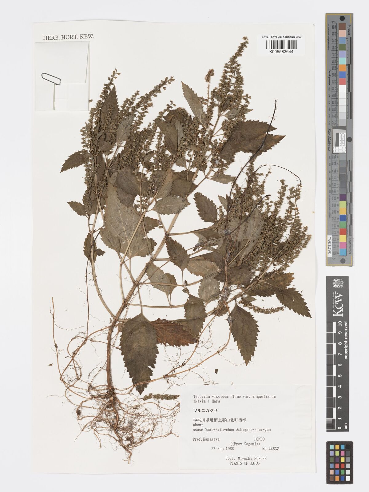 Teucrium viscidum var. miquelianum (Maxim.) H.Hara | Plants of the ...