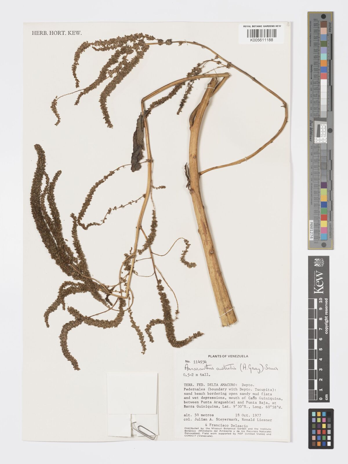 Amaranthus australis (A.Gray) J.D.Sauer | Plants of the World Online ...