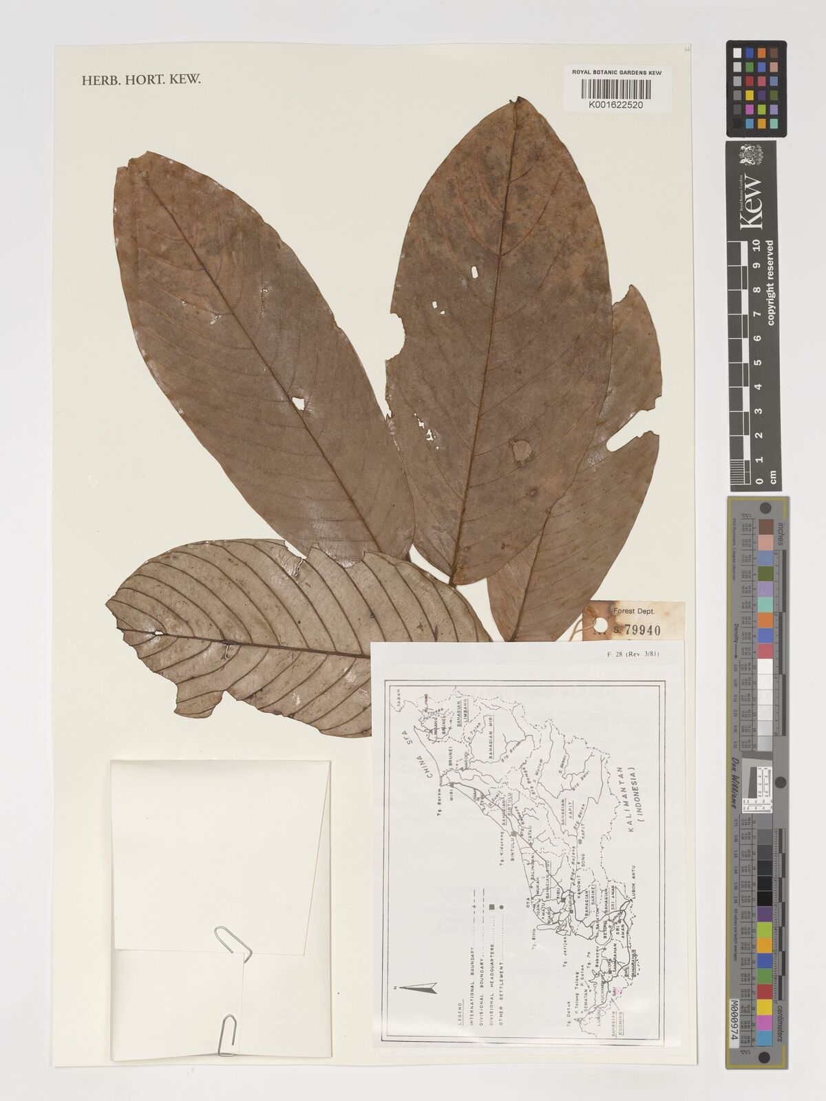 Monoon coriaceum (Ridl.) B.Xue & R.M.K.Saunders | Plants of the World ...