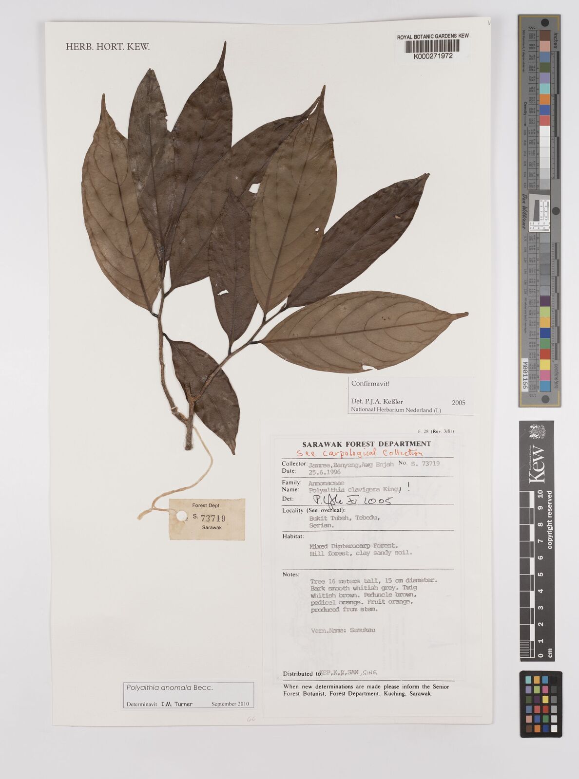 Monoon clavigerum (King) Bunchalee | Plants of the World Online | Kew ...