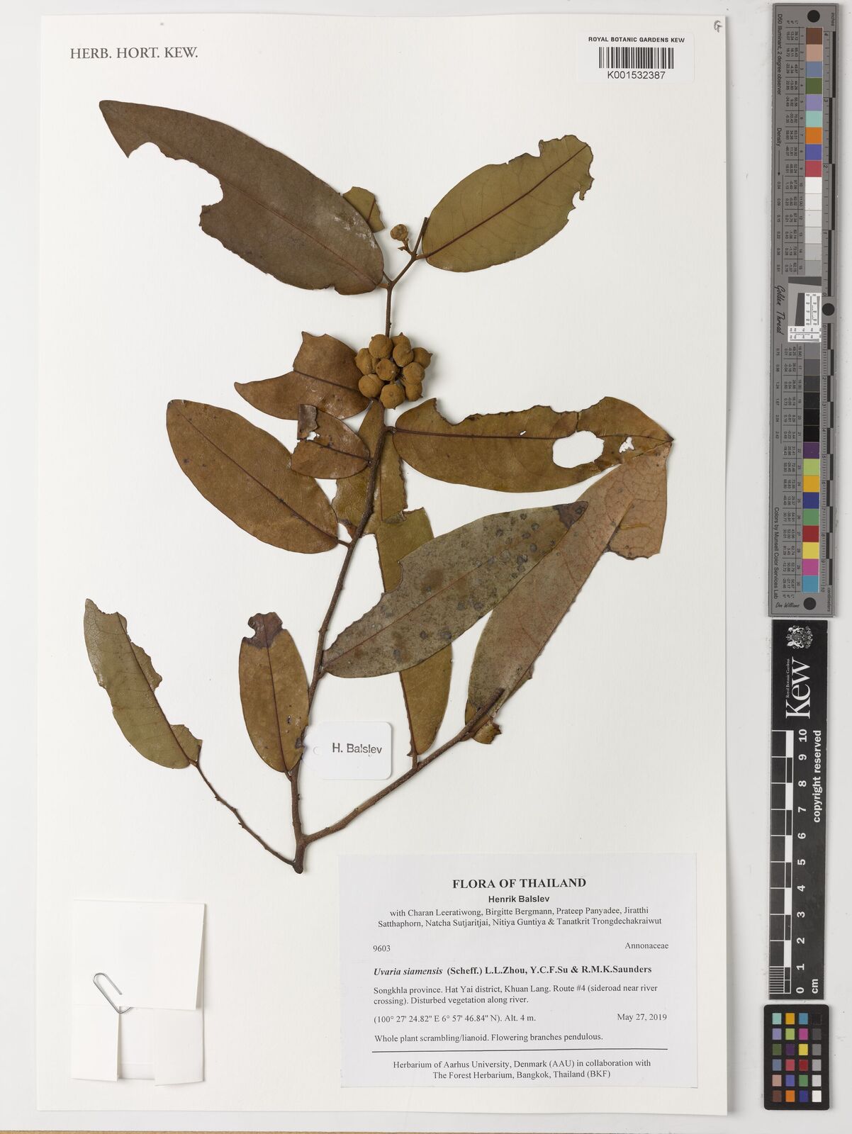 Uvaria siamensis (Scheff.) L.L.Zhou, Y.C.F.Su & R.M.K.Saunders | Plants ...