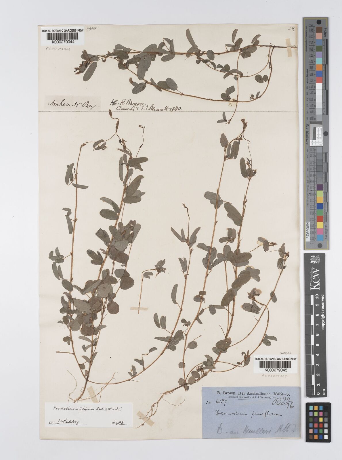 Grona filiformis (Zoll. & Moritzi) H.Ohashi & K.Ohashi | Plants of the ...
