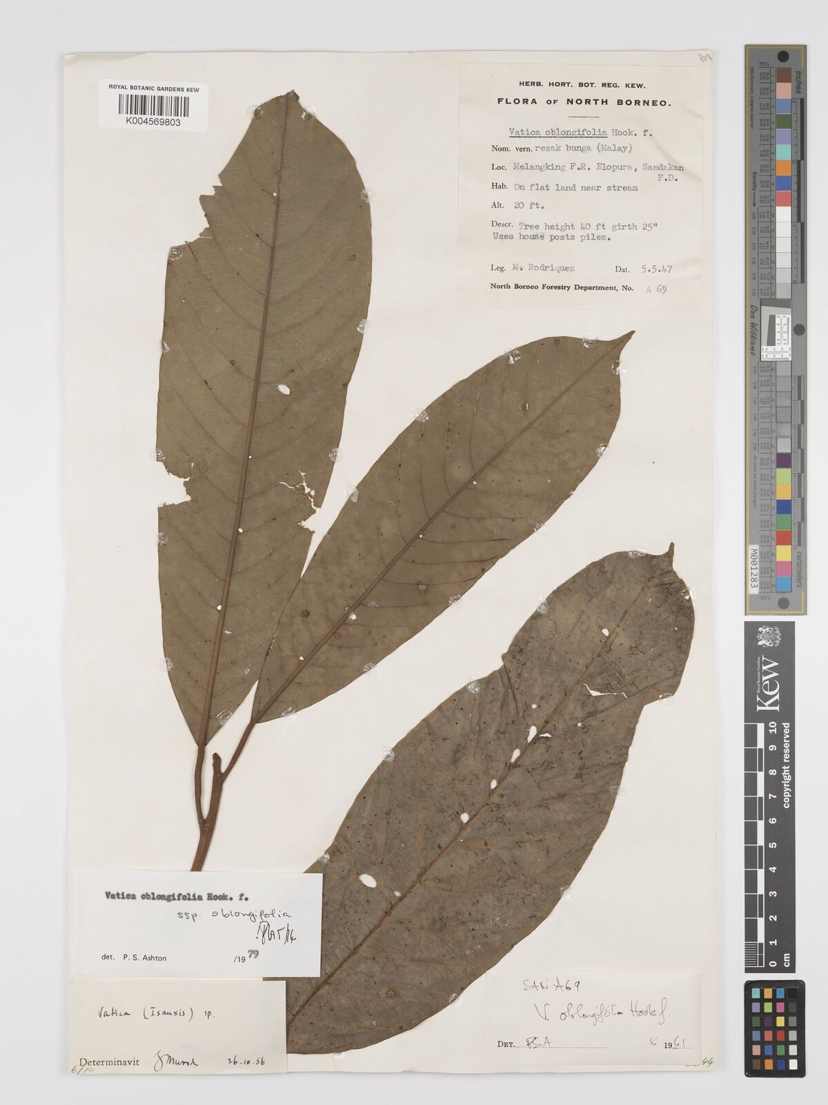 Vatica oblongifolia subsp. oblongifolia | Plants of the World Online ...