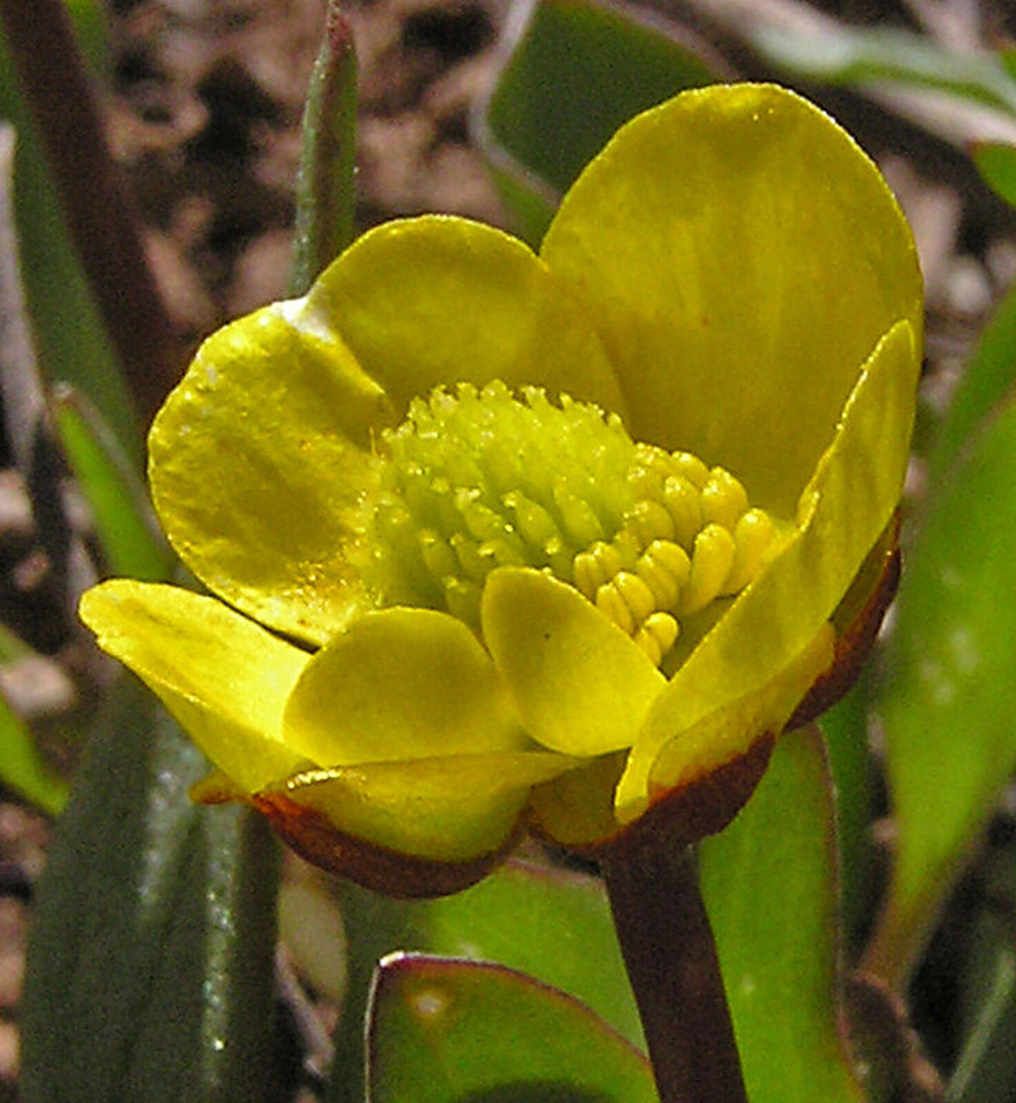 Ranunculus alismifolius Geyer ex Benth. | Plants of the World Online ...