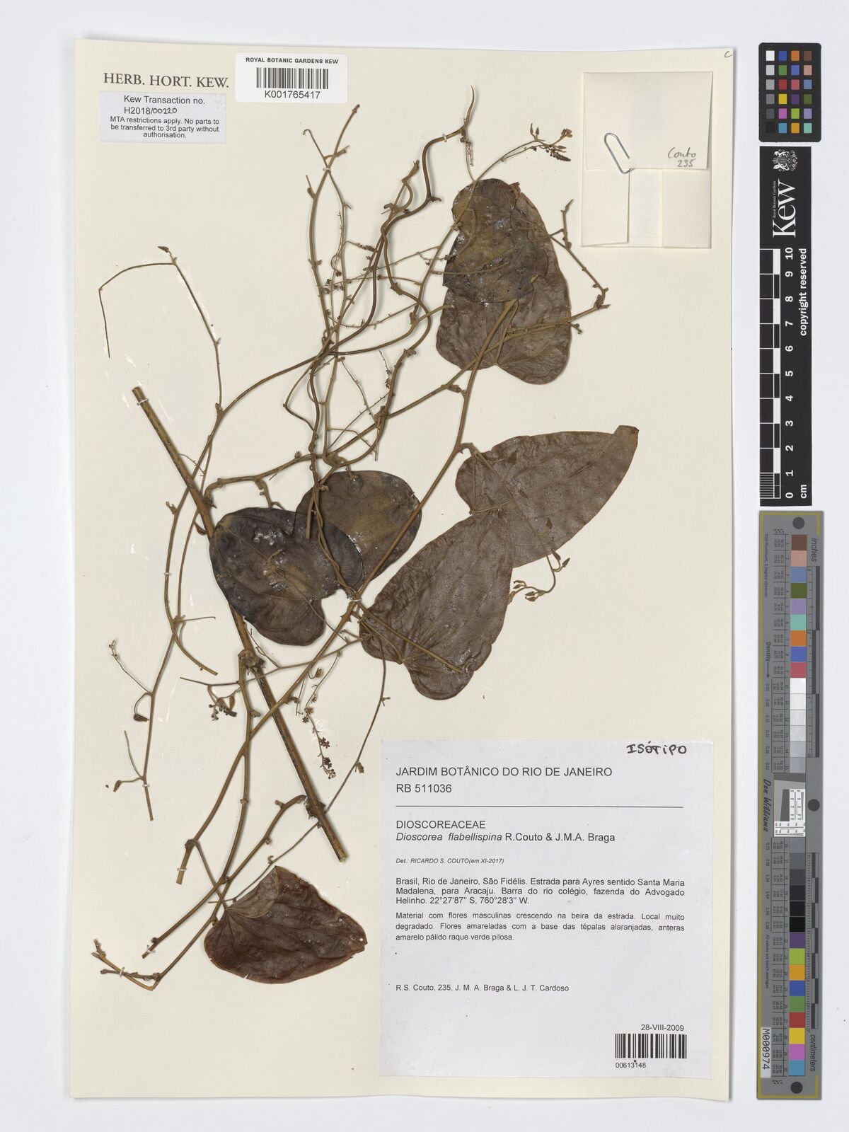 Dioscorea flabellispina R.Couto & J.M.A.Braga | Plants of the World ...