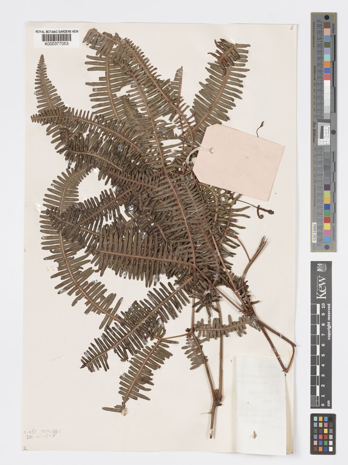 Dicranopteris alternans (Mett.) Y.H.Yan & Z.Y.Wei | Plants of the World ...