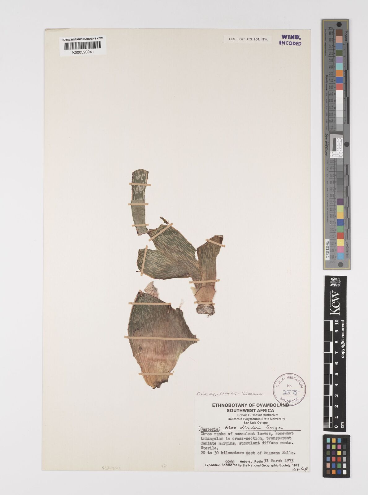 Gonialoe dinteri (A.Berger) Boatwr. & J.C.Manning | Plants of the World ...