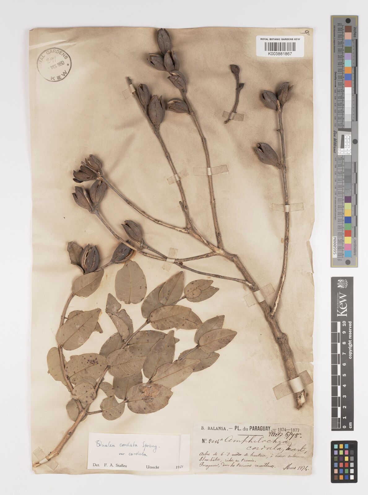 Qualea cordata var. cordata | Plants of the World Online | Kew Science