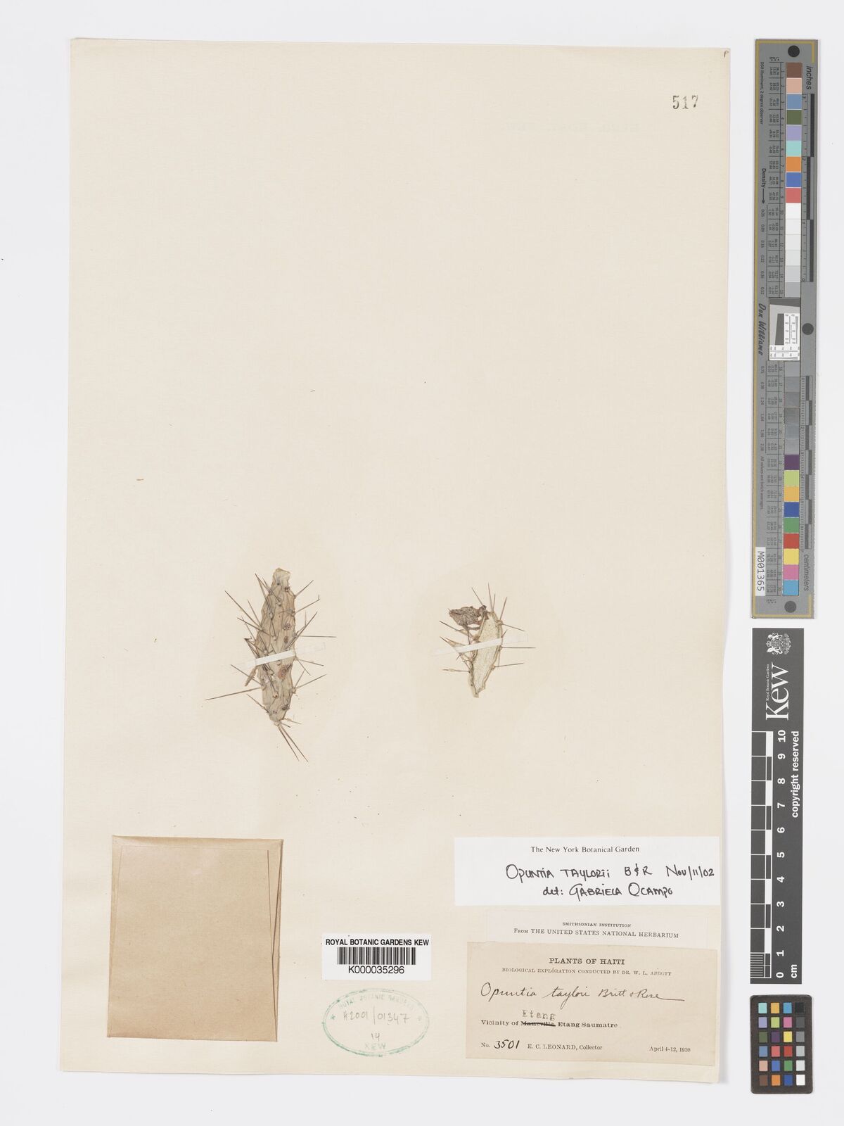 Opuntia repens subsp. taylorii (Britton & Rose) Guiggi | Plants of the ...