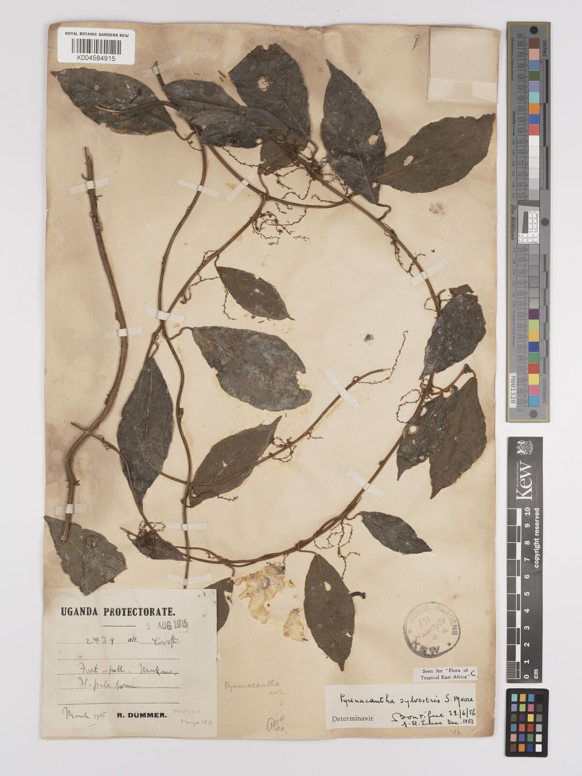 Pyrenacantha sylvestris S.Moore | Plants of the World Online | Kew Science