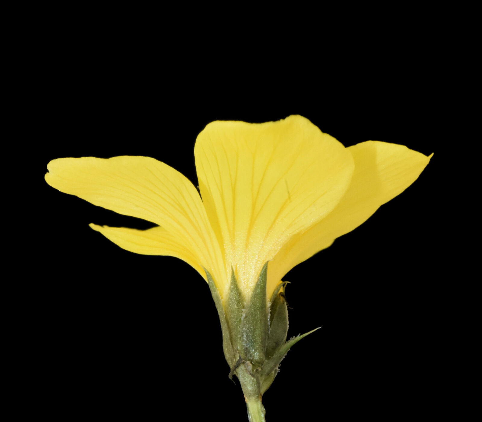 Linum capitatum subsp. capitatum | Plants of the World Online | Kew Science