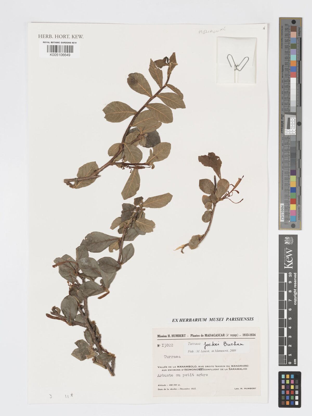 Turraea fockei Buchenau | Plants of the World Online | Kew Science