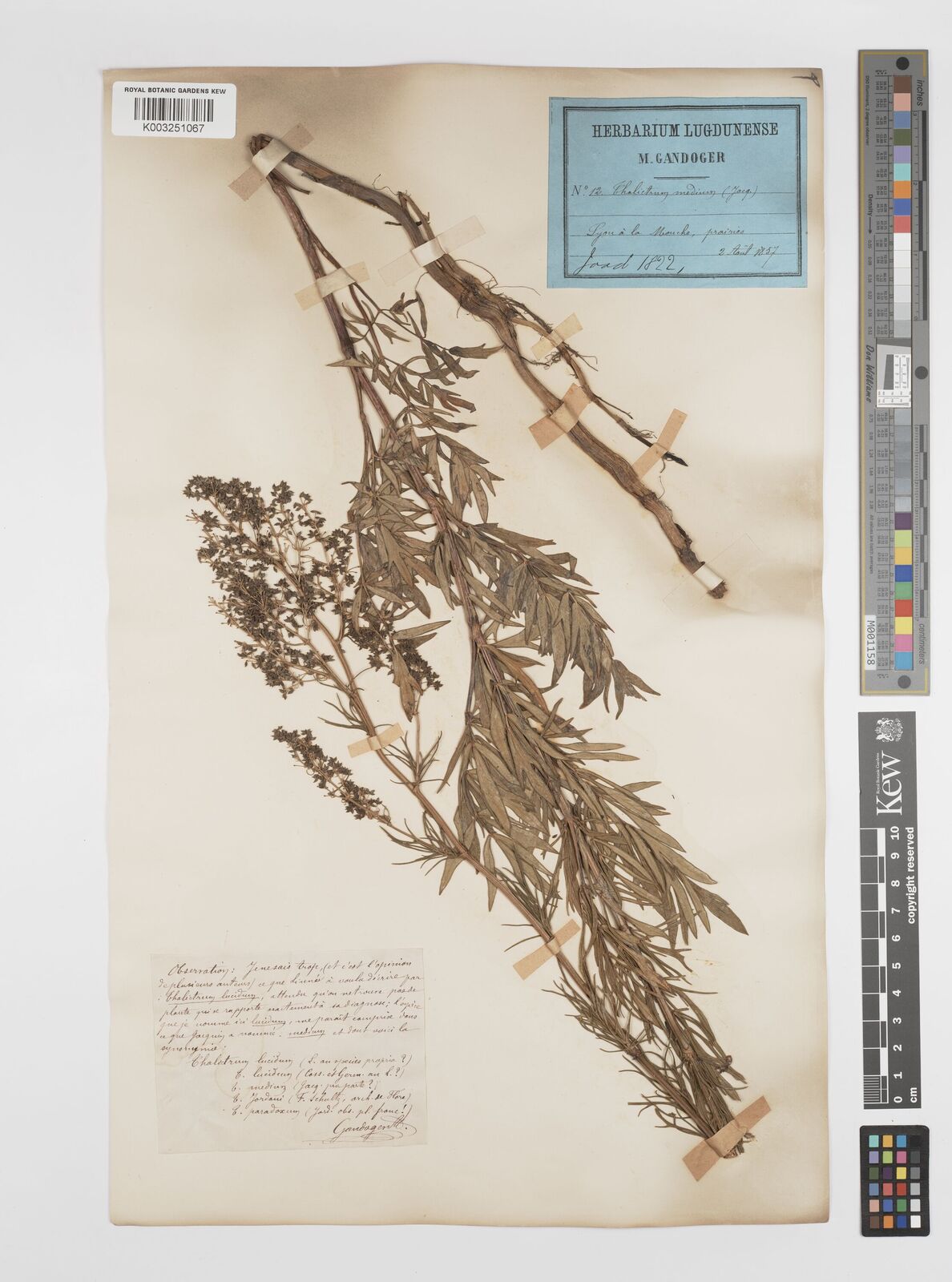 Thalictrum simplex subsp. gallicum (Rouy & Foucaud) Tutin | Plants of ...